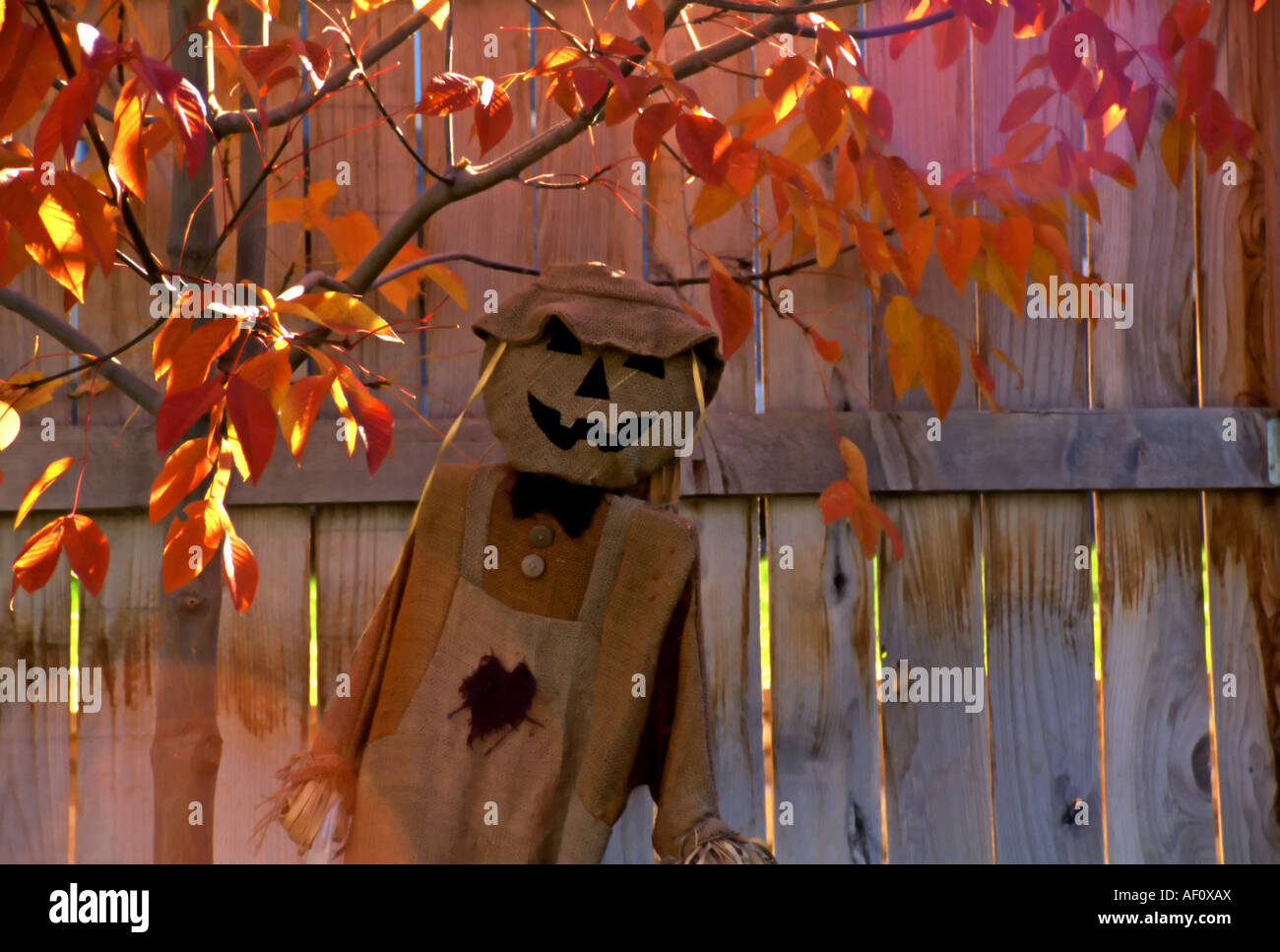 A rustic looking scarecrow stands under a purple Autumn Ash tree ...