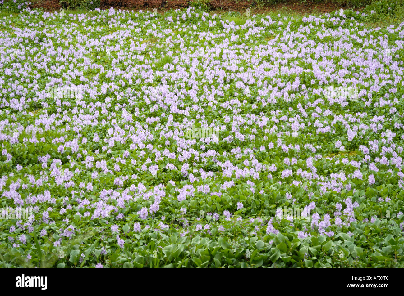 WATER HYACINTH IN THE BACKWATERS OF KERALA INDIA Stock Photo - Alamy