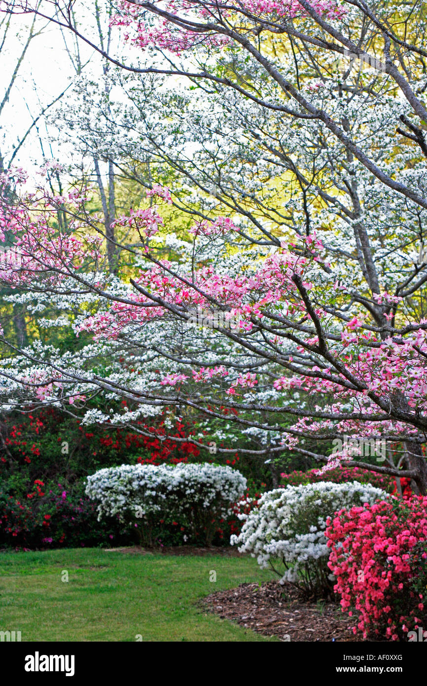 pink and White dogwoods and red pink and white Azaleas in the south ...
