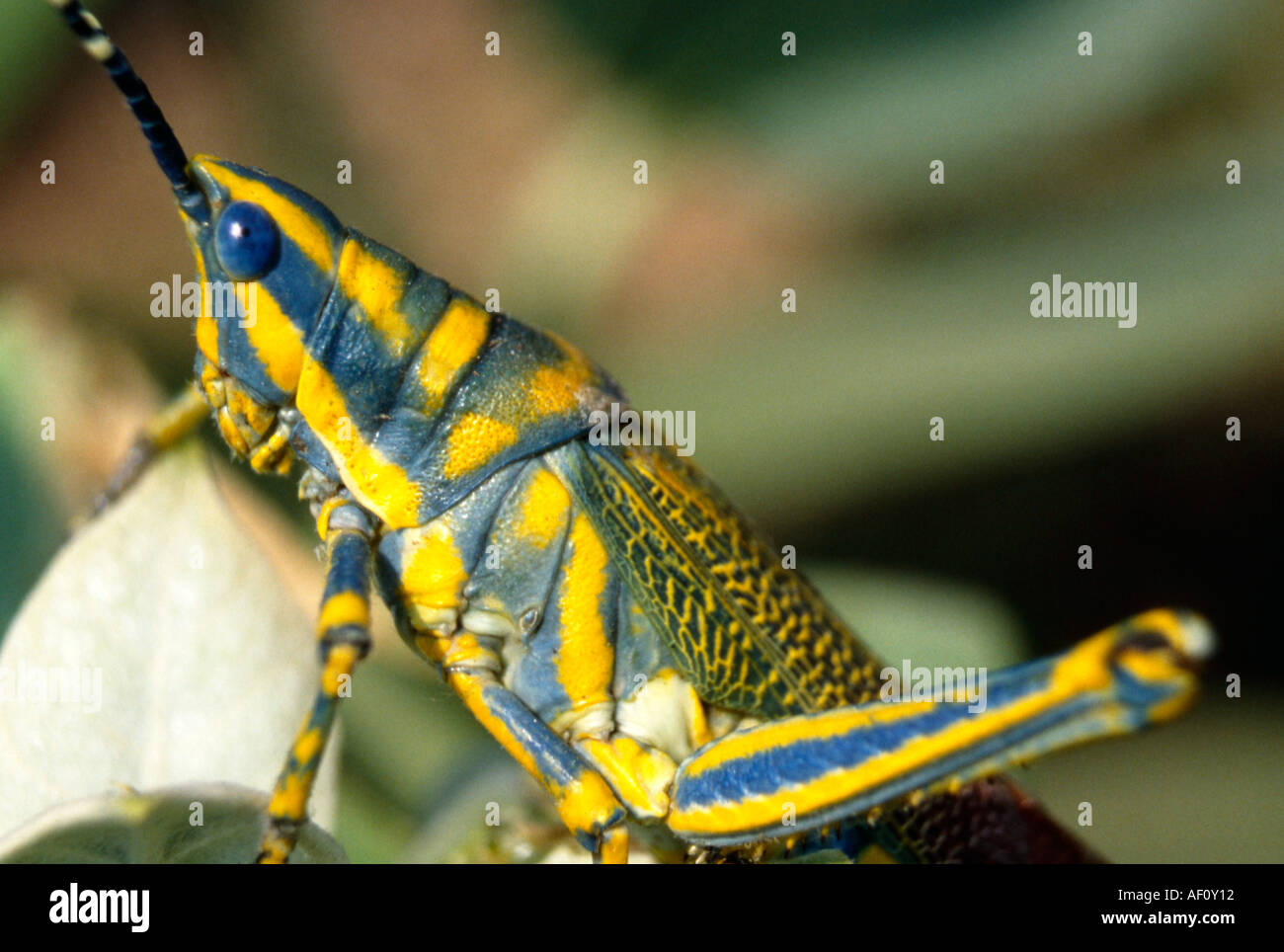 A bright blue and yellow Painted Locust Stock Photo - Alamy