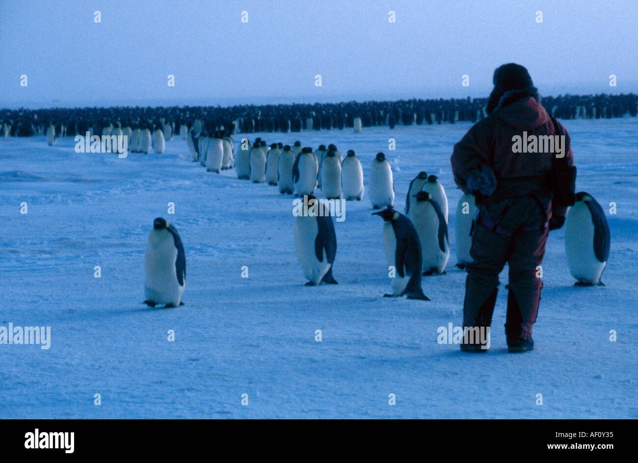 A line of emperor penguins file out to look at a visiting human near ...