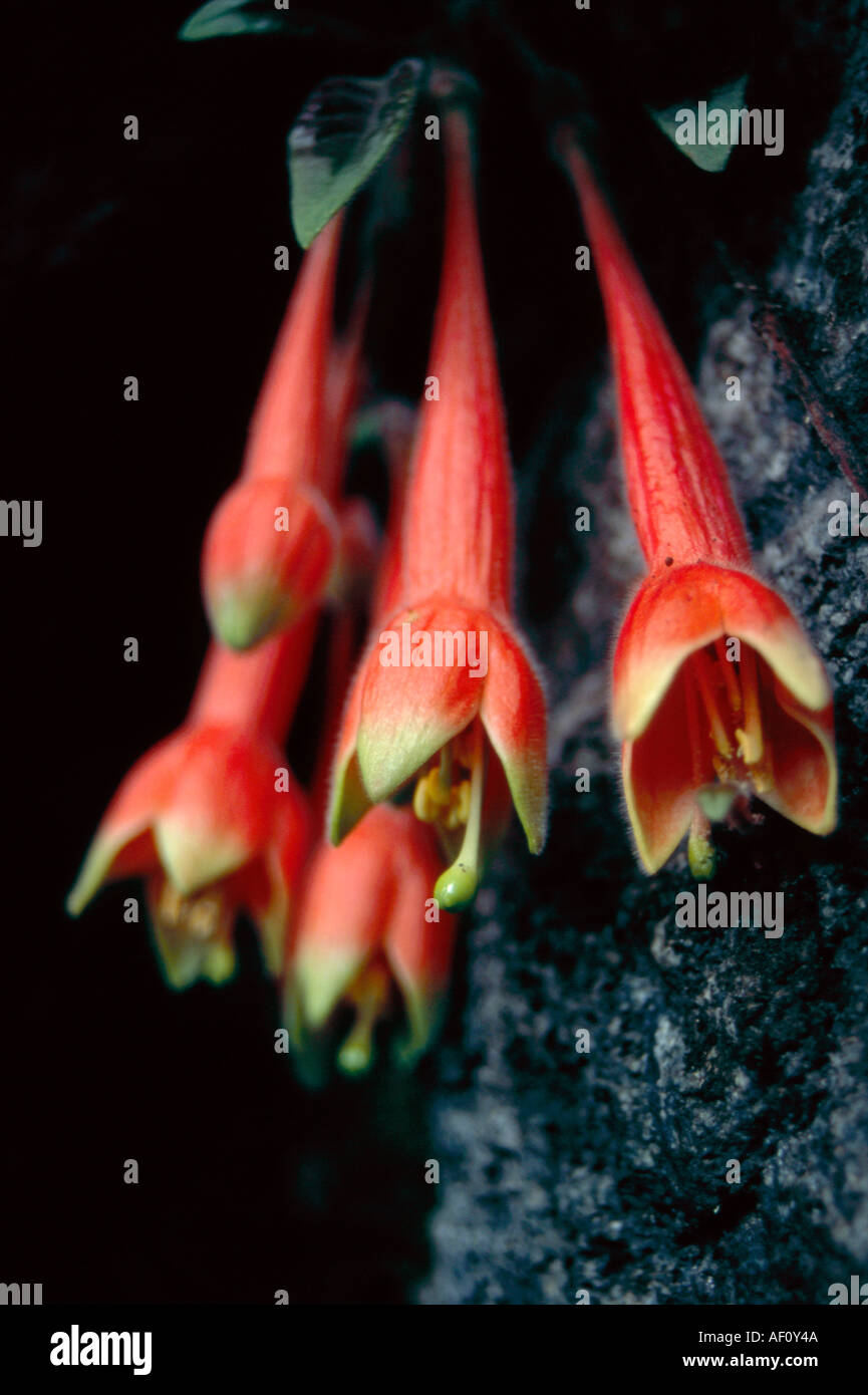 Inca trail flower hi-res stock photography and images - Alamy