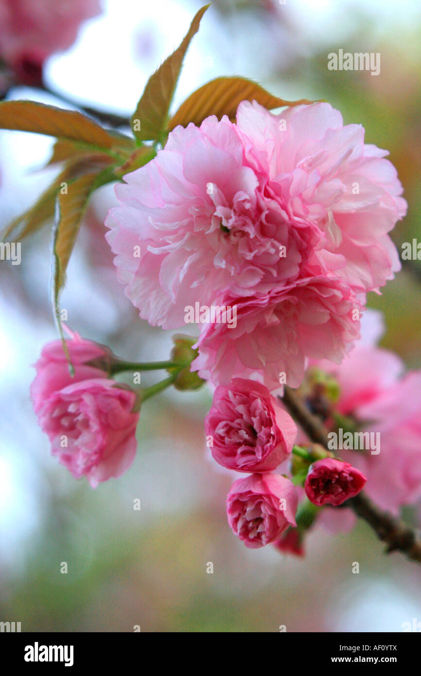 Kwanzan Flowering Cherry tree Prunus serrulata Stock Photo - Alamy