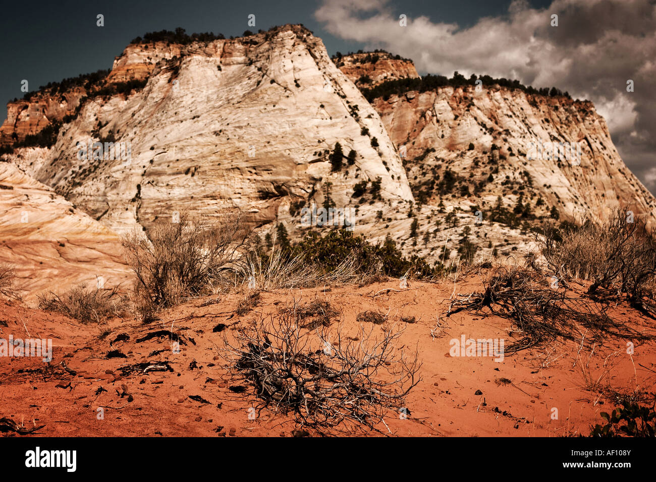 Plants Growing Under Mountain Plateau Zion National Park, Utah, USA ...