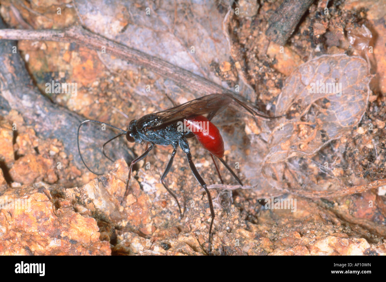 Cryptus fly female laying eggs hi-res stock photography and images - Alamy