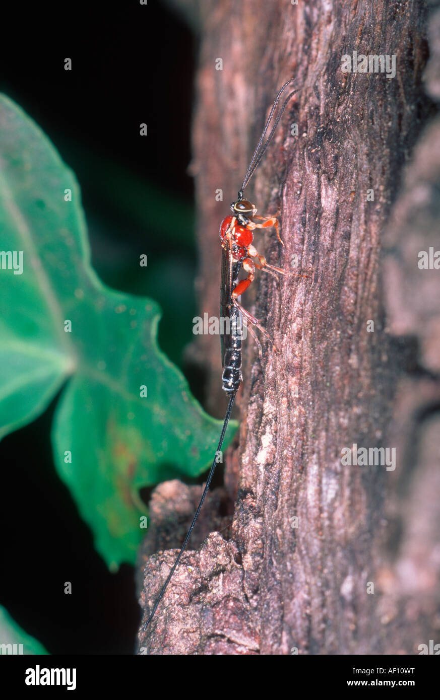 Ichneumon Wasp, Rhyssa sp. Female on bark Stock Photo - Alamy