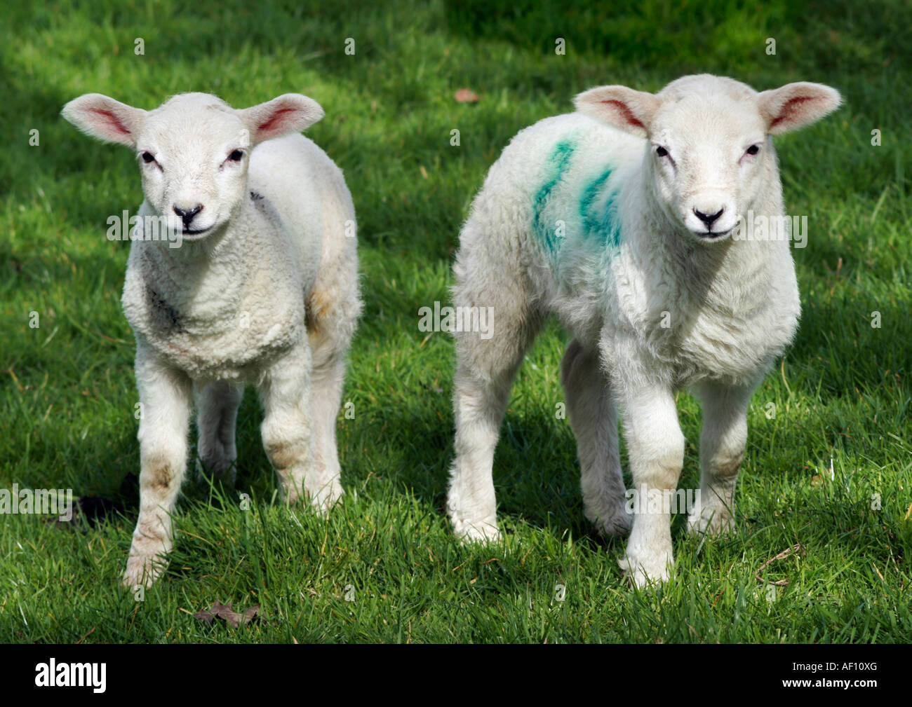 Spring lamb peak district hi-res stock photography and images - Alamy