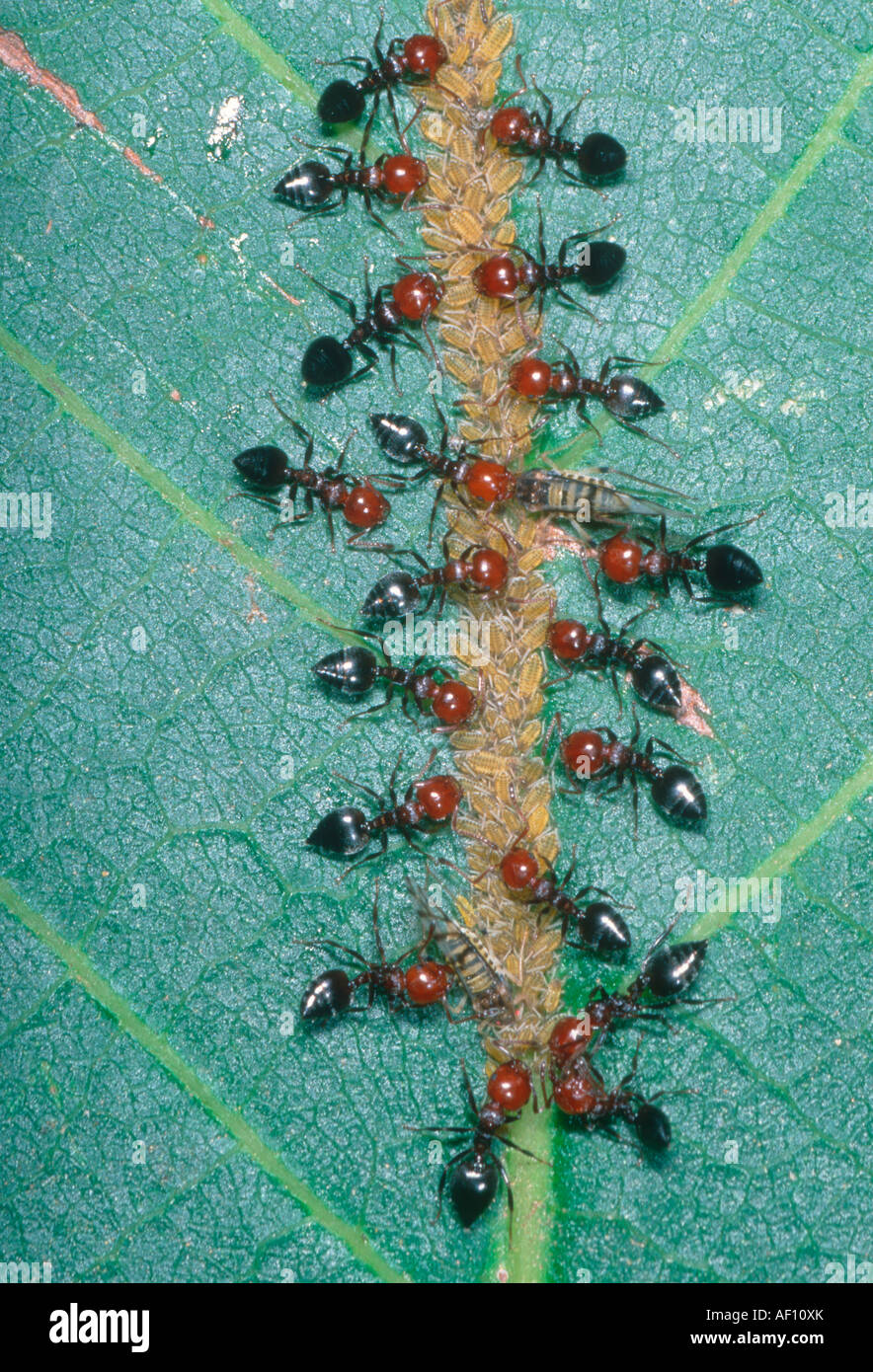 Cocktail Ants, Crematogaster scutellaris. Group of workers on leaf ...