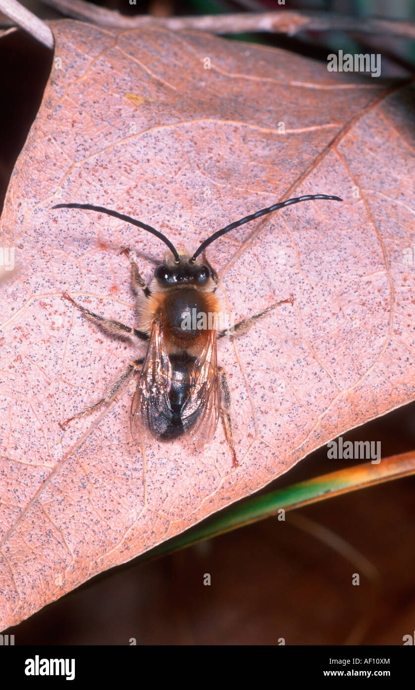 Long horned bees hi-res stock photography and images - Alamy