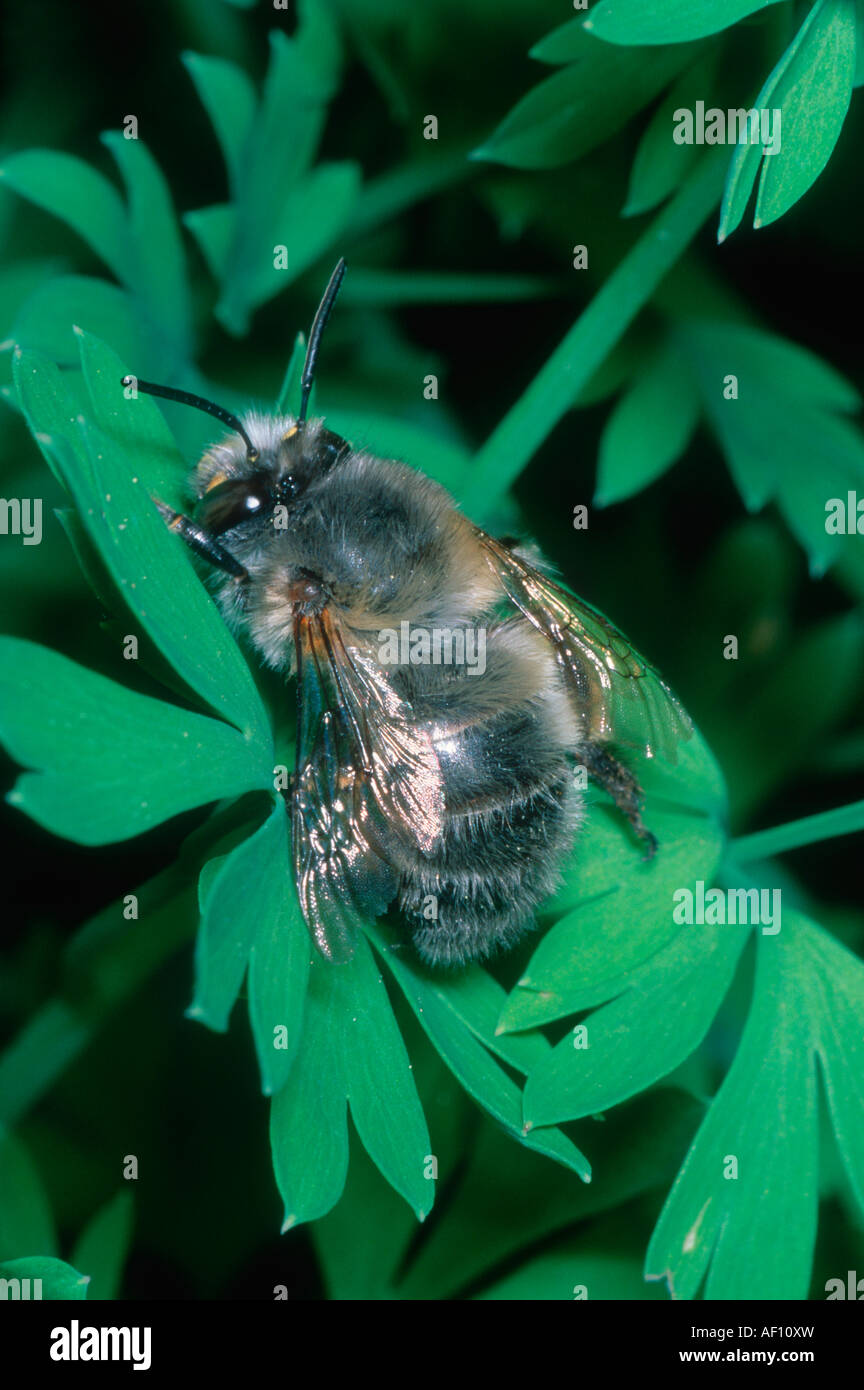 Bee, Eucera sp. Female on leaf Stock Photo - Alamy
