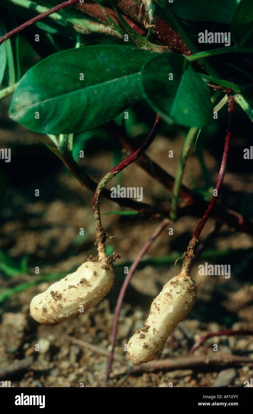 Peanuts growing hi-res stock photography and images - Alamy