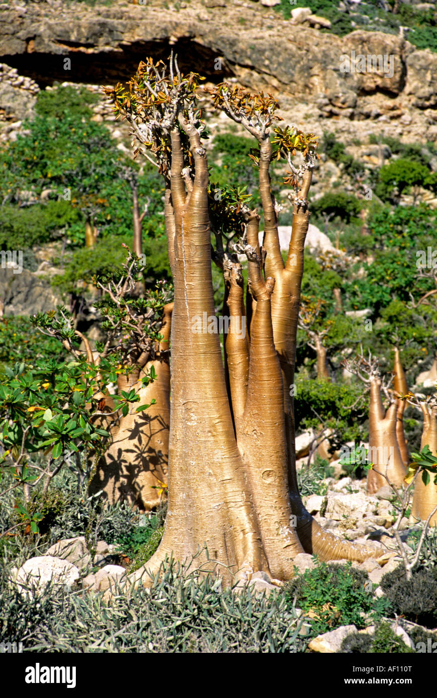 Socotra island plants hi-res stock photography and images - Alamy