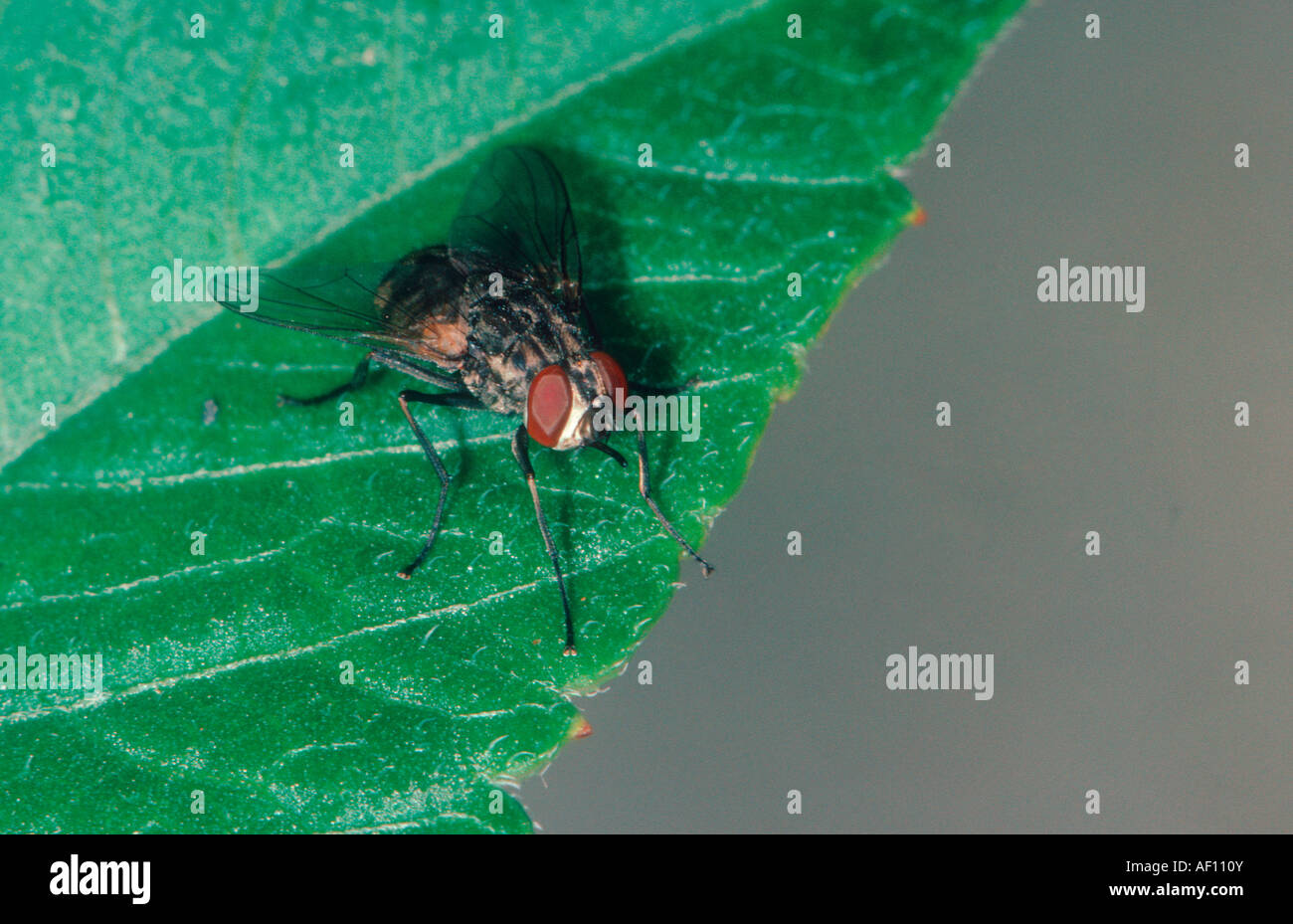 Stable-fly, Stomoxys calcitrans. On leaf Stock Photo - Alamy