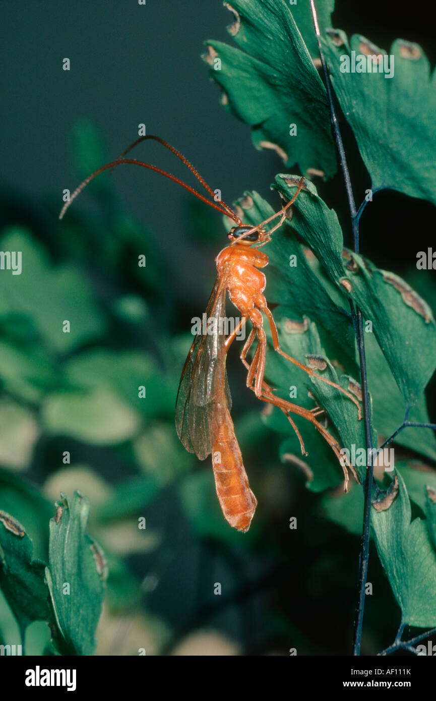 Ophion luteus hi-res stock photography and images - Alamy