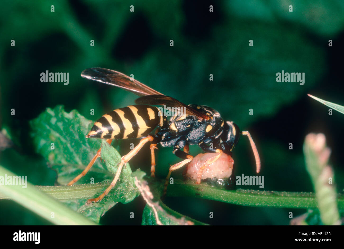 Wasp grub hi-res stock photography and images - Alamy