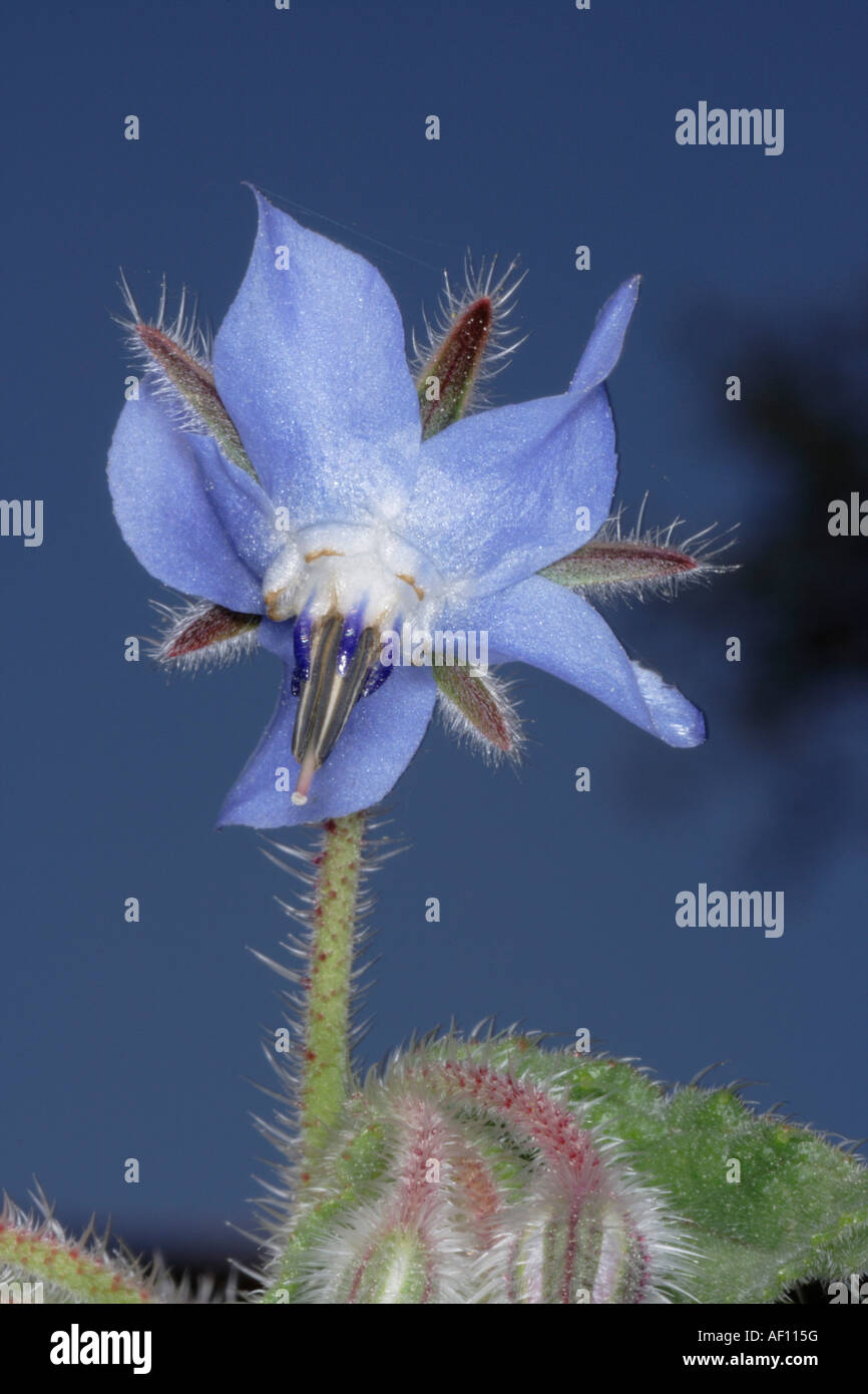 Borage, Borago officinalis. Flower close-up Stock Photo - Alamy