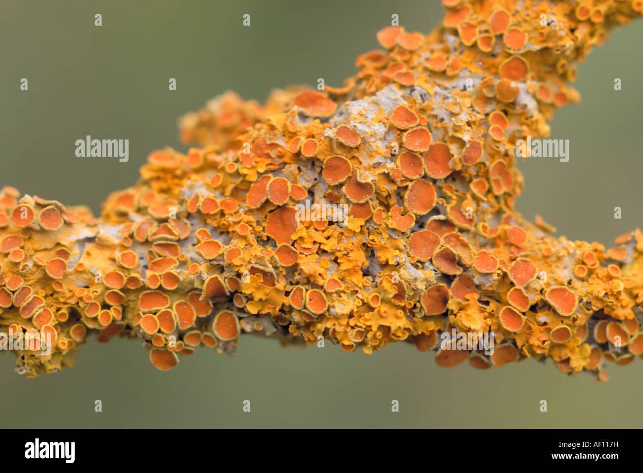 Maritime Sunburst Lichen, Xanthoria parietina. On tree stem Stock Photo ...