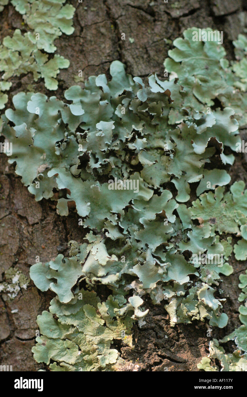 Peltigera sp on tree trunk symbiosis hi-res stock photography and ...