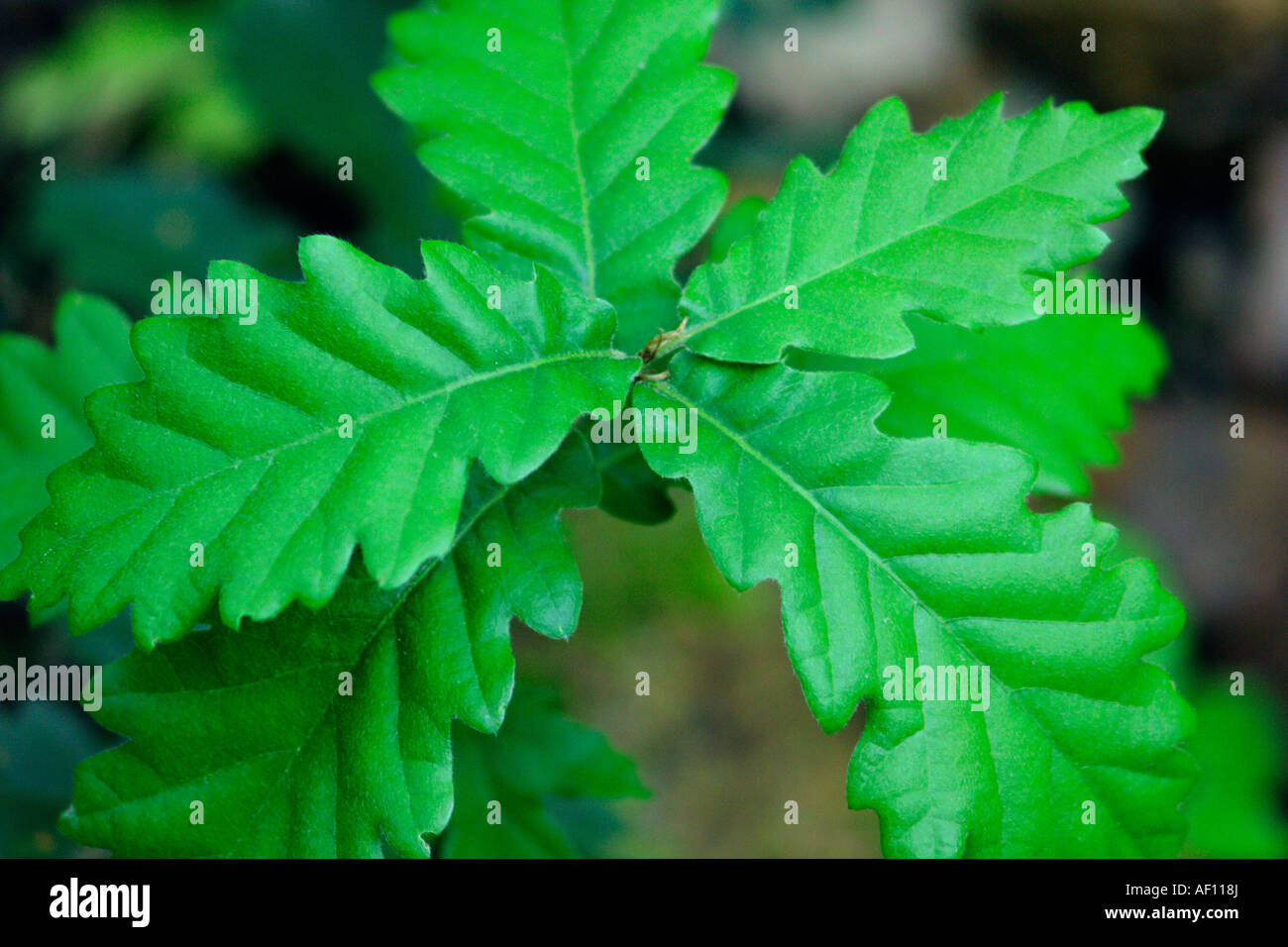 Mediterranean Oak Tree, Quercus pubescens. Sprout and leaves Stock ...