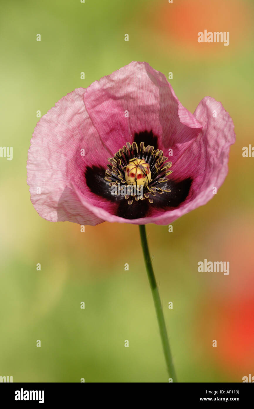 Opium Poppy, Papaver somniferum. Flower close-up Stock Photo - Alamy