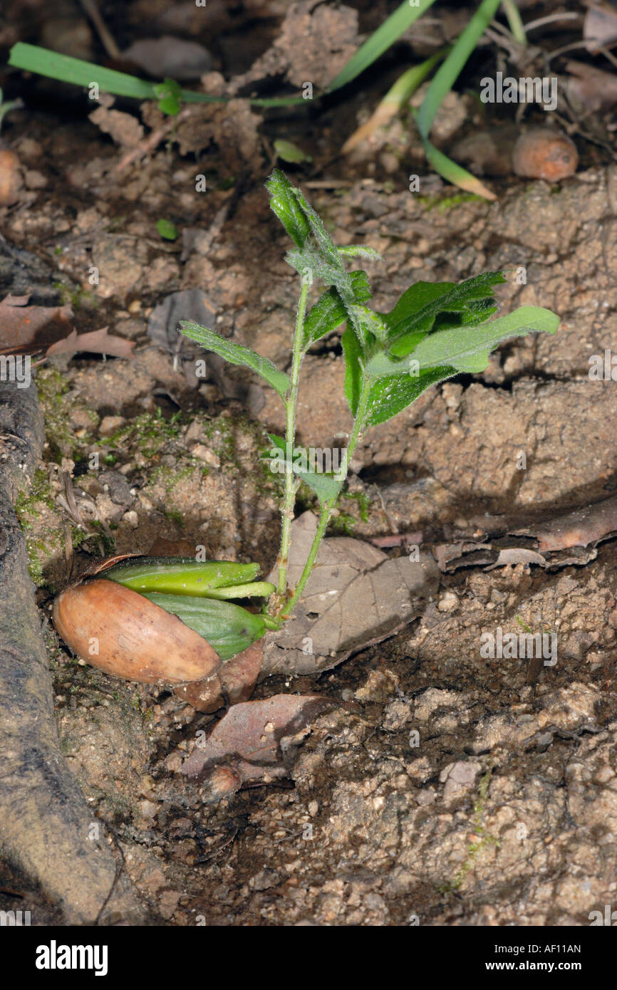Mediterranean Oak Tree, Quercus pubescens. Acorn sprouting Stock Photo ...