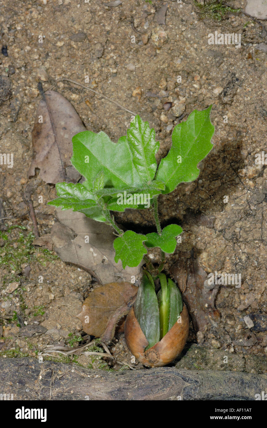 Mediterranean Oak Tree, Quercus pubescens. Acorn sprouting Stock Photo ...
