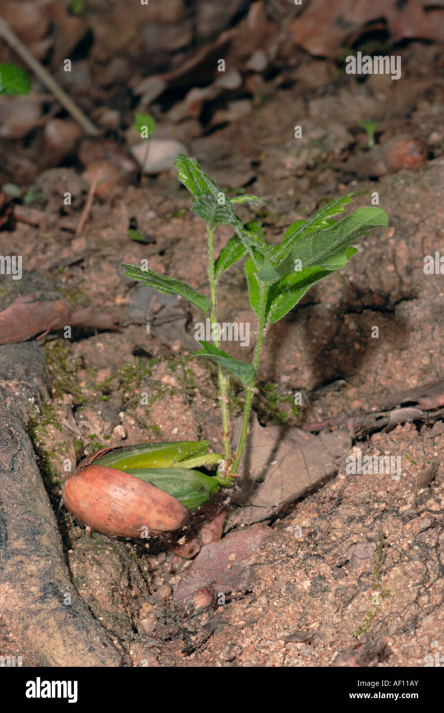 Mediterranean Oak Tree, Quercus pubescens. Acorn sprouting Stock Photo ...