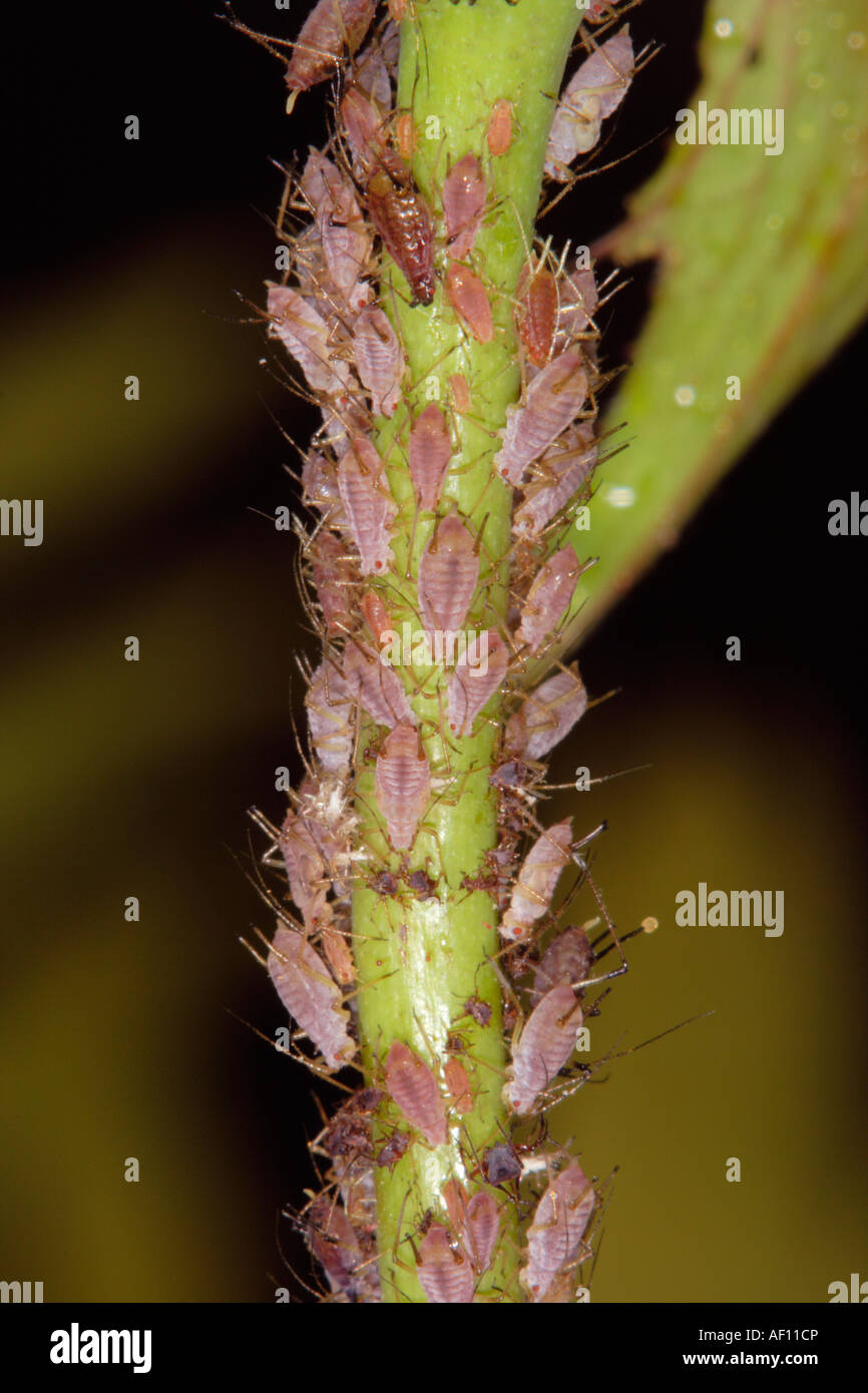 Rose Aphids, Macrosiphum rosae. On rose stem Stock Photo - Alamy