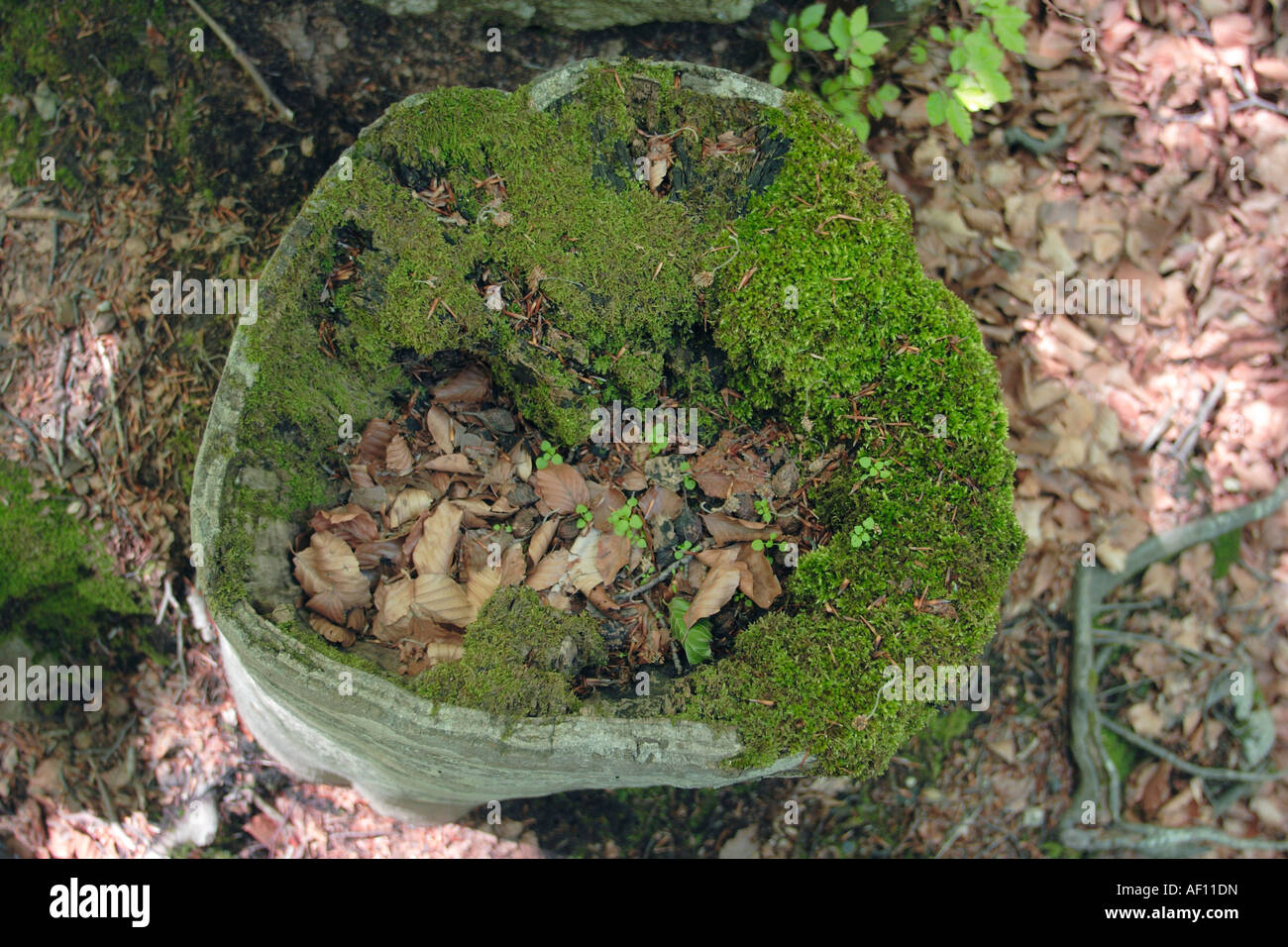 Moss and leaves in a cutted Beech Tree trunk Stock Photo - Alamy