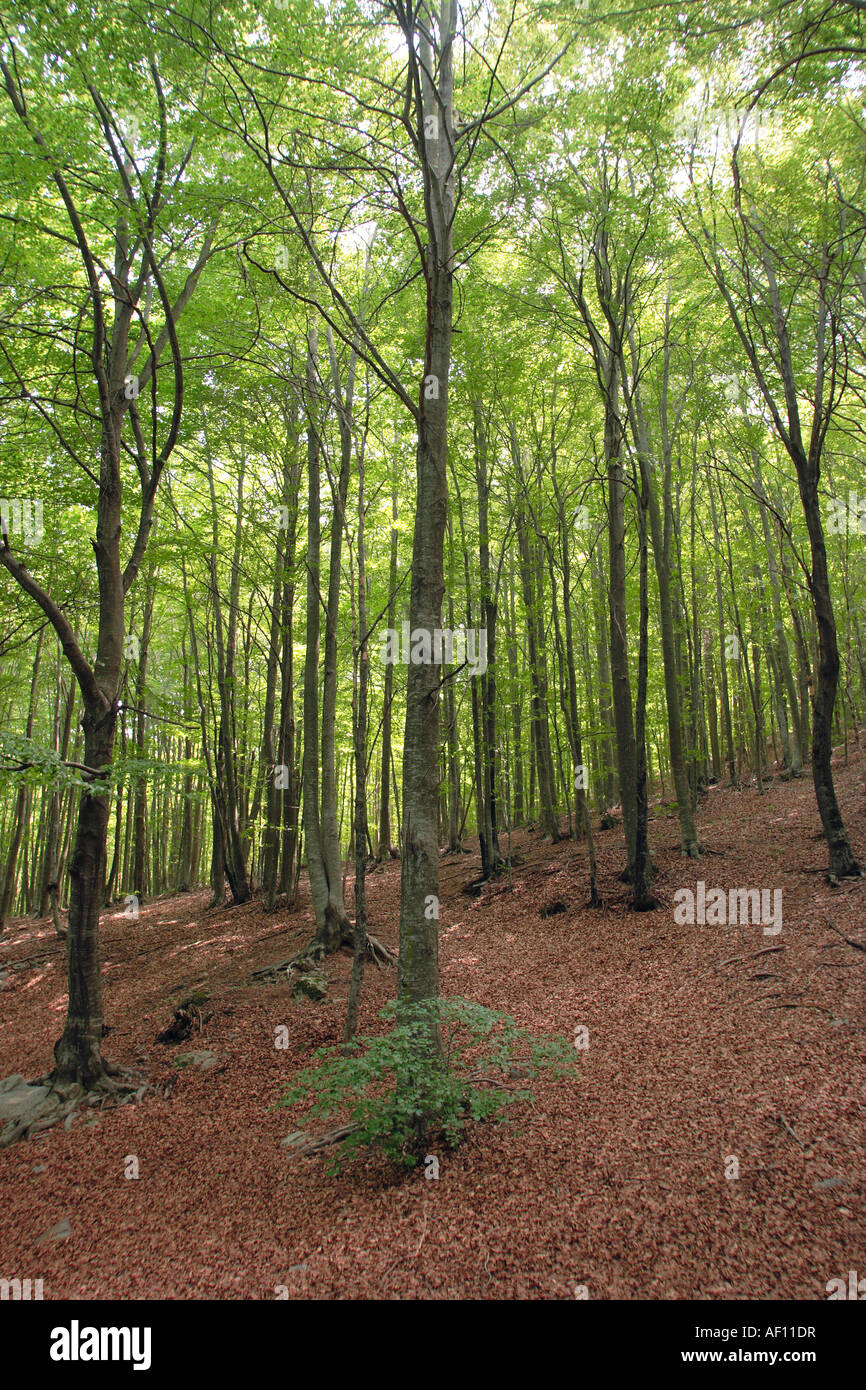Beech Trees, Fagus sylvatica. Wood in spring. Montseny Natural Park ...