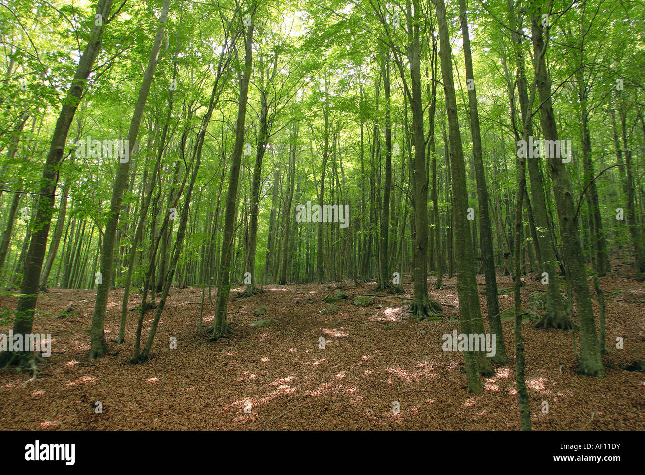 Beech Trees, Fagus sylvatica. Wood in spring. Montseny Natural Park ...