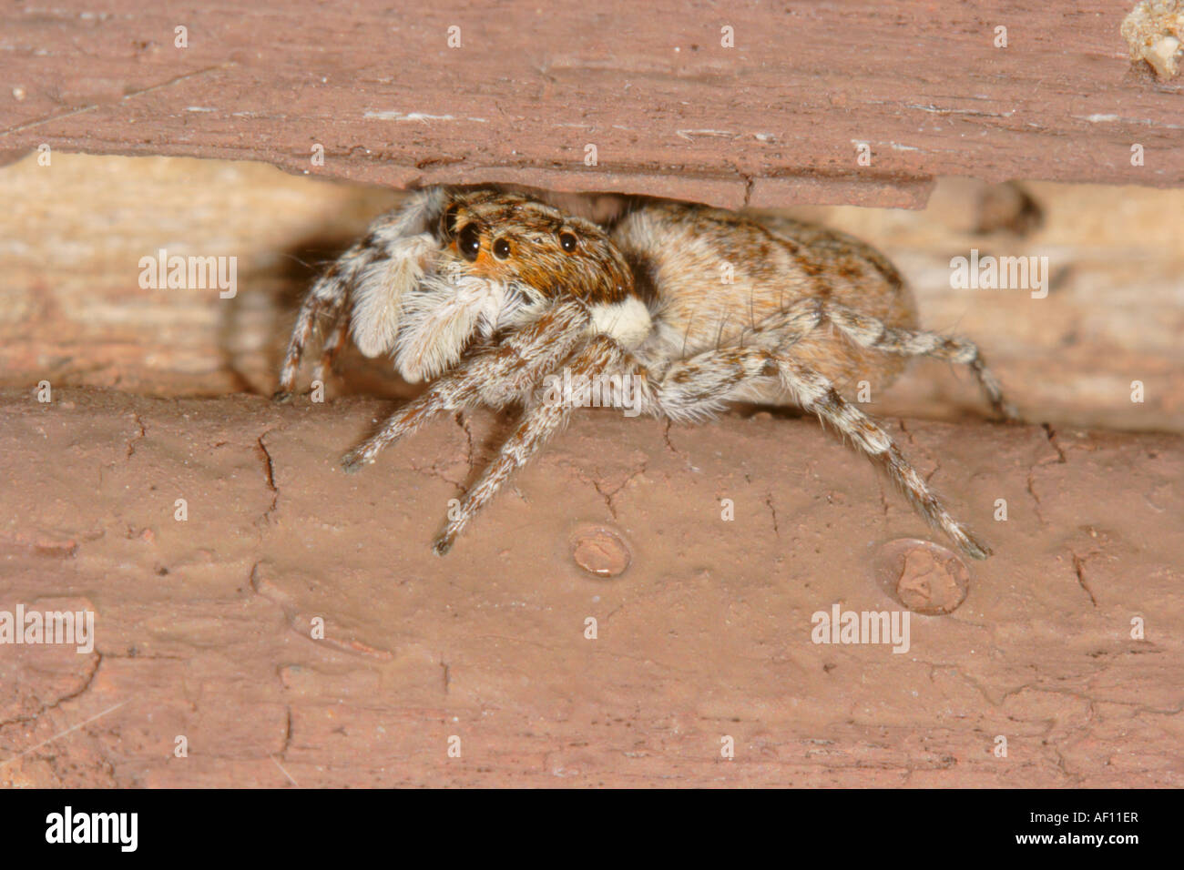 Jumping Spider, Family Salticidae Stock Photo - Alamy