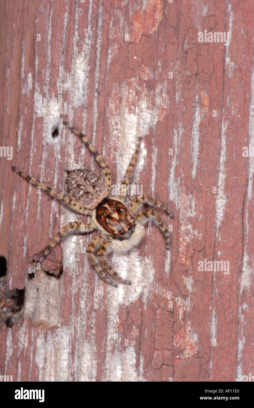 Jumping Spider, Family Salticidae Stock Photo - Alamy