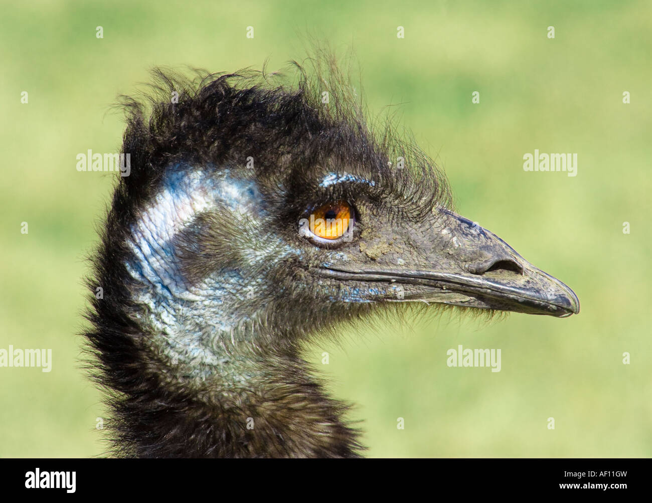 Fossil rim wildlife center hi-res stock photography and images - Alamy