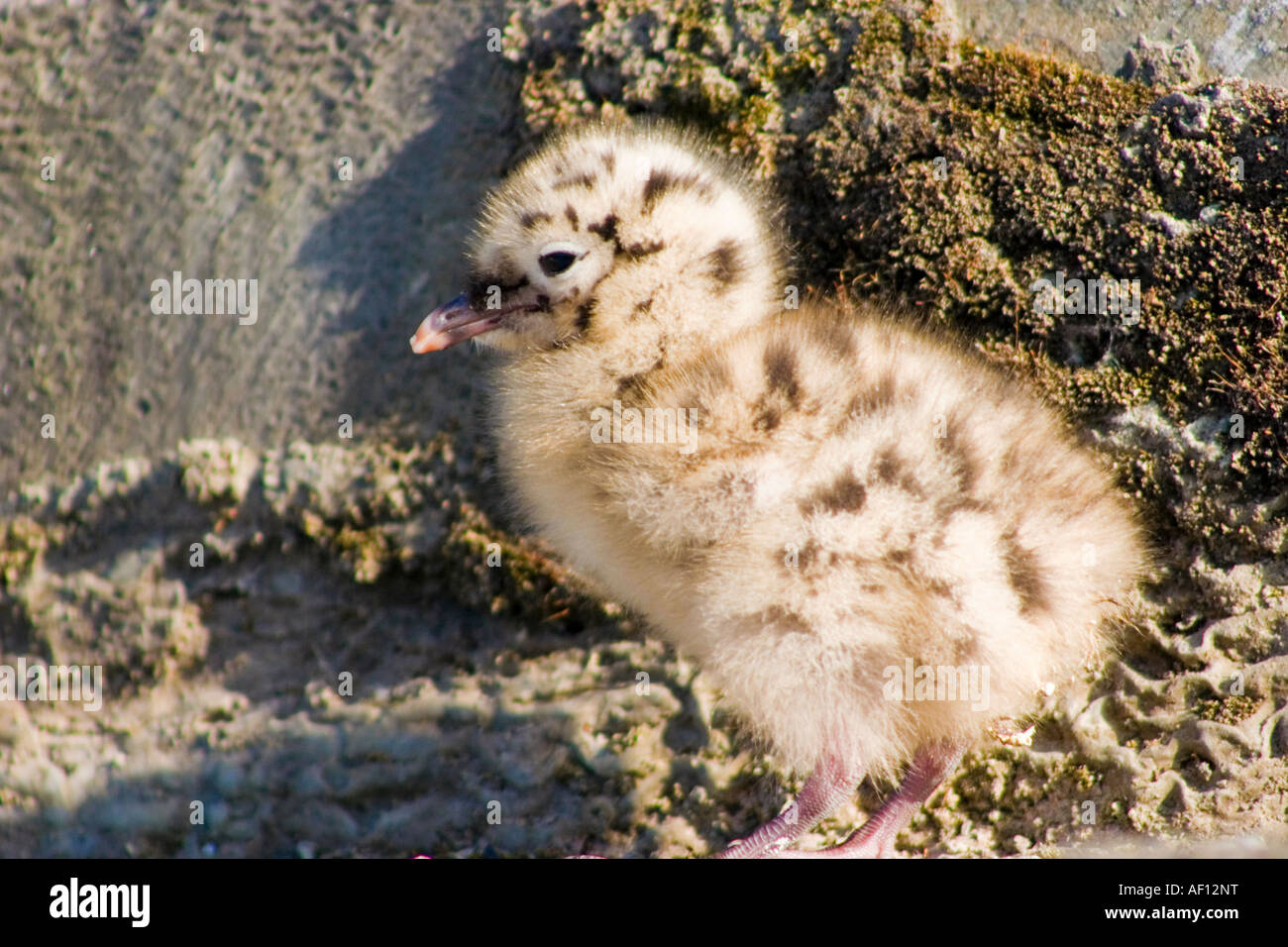 Baltic baby Seagull Stock Photo - Alamy
