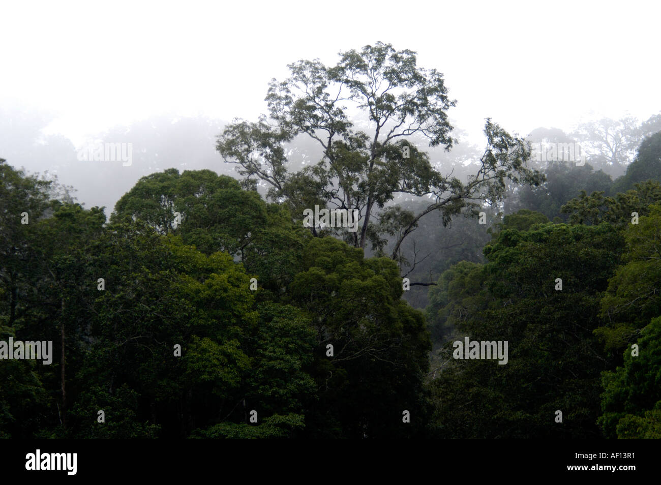 Western ghats ecosystem hi-res stock photography and images - Alamy