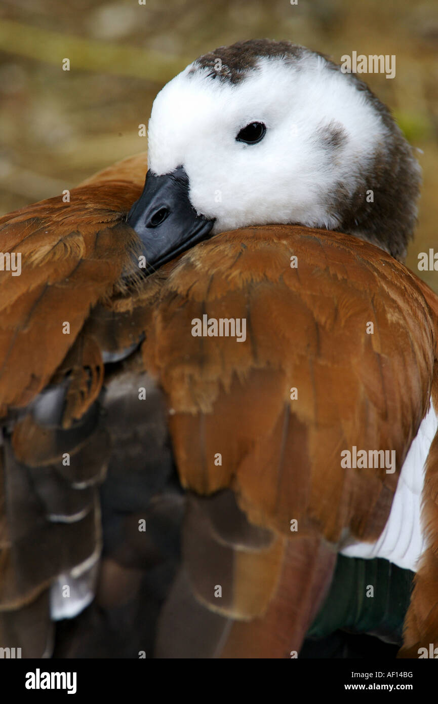 African Cape Shelduck Stock Photo - Alamy