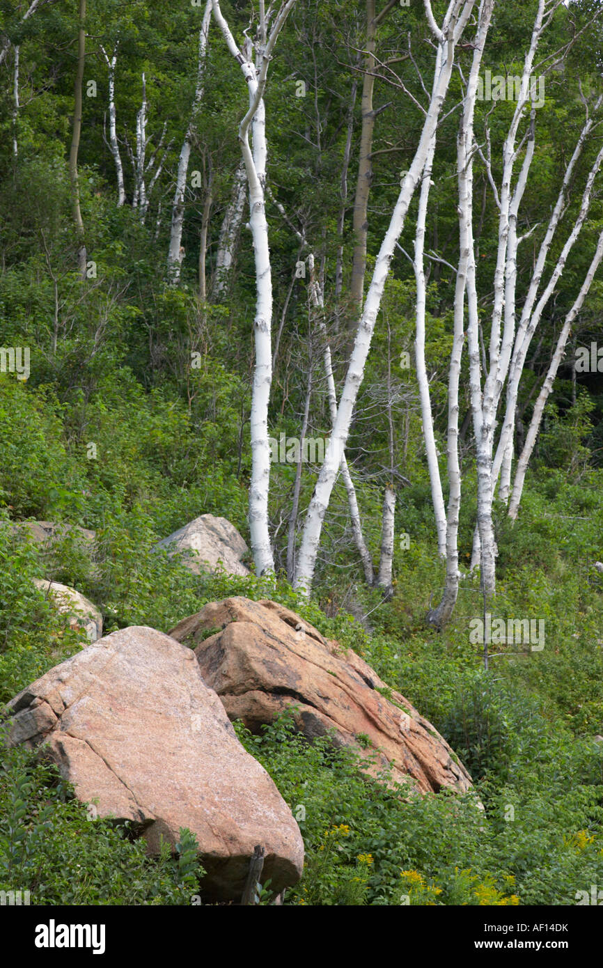 White Birch trees and rocks in the Adirondack Mountains of New York ...