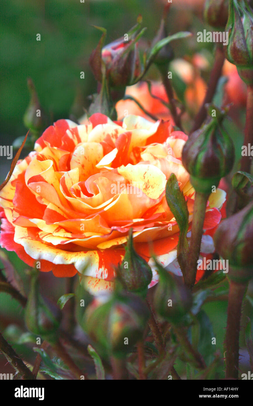 Orange red white varigated rose in Point Defiance Rose Garden Tacom ...