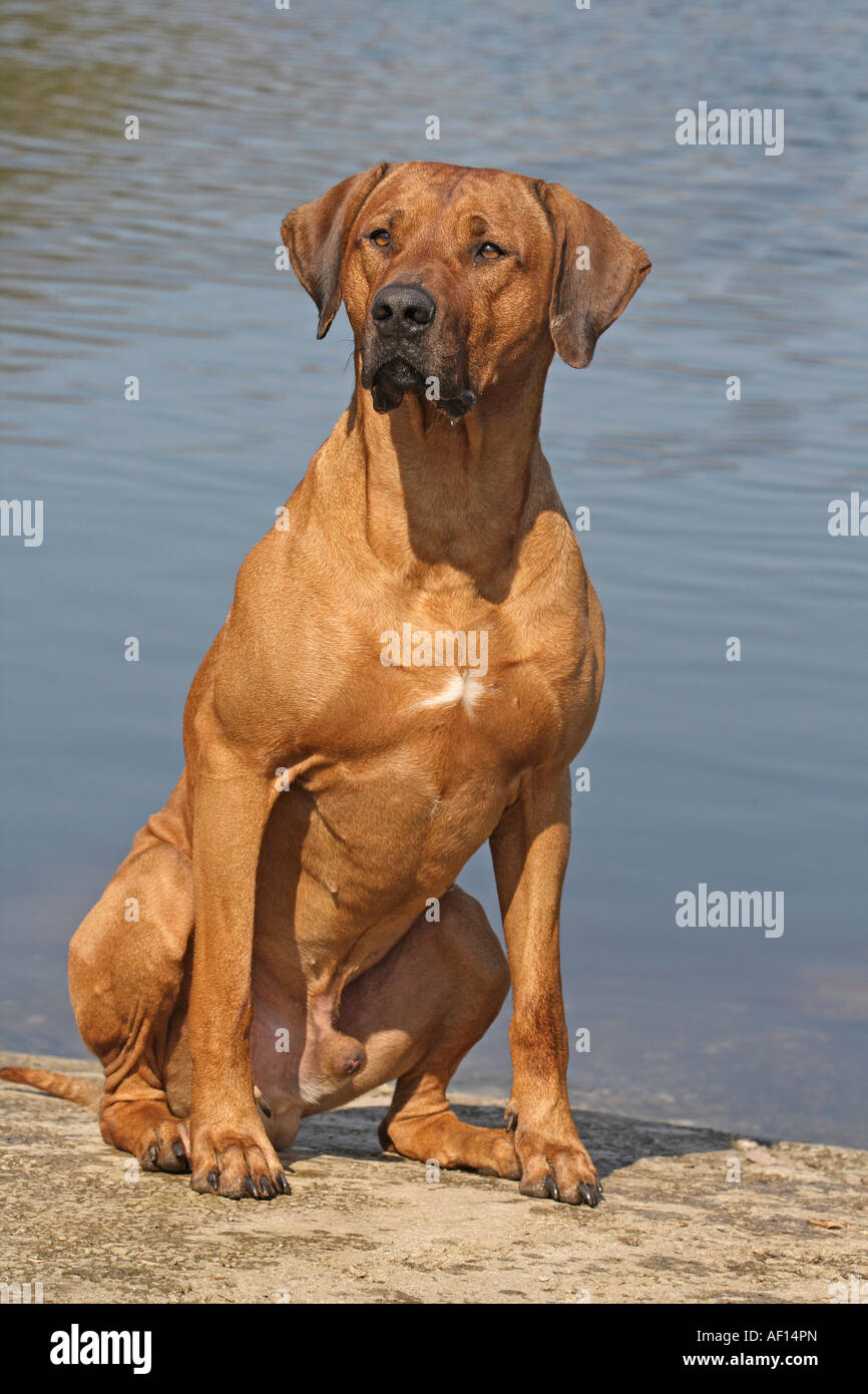 Rhodesian ridgebacks hi-res stock photography and images - Alamy