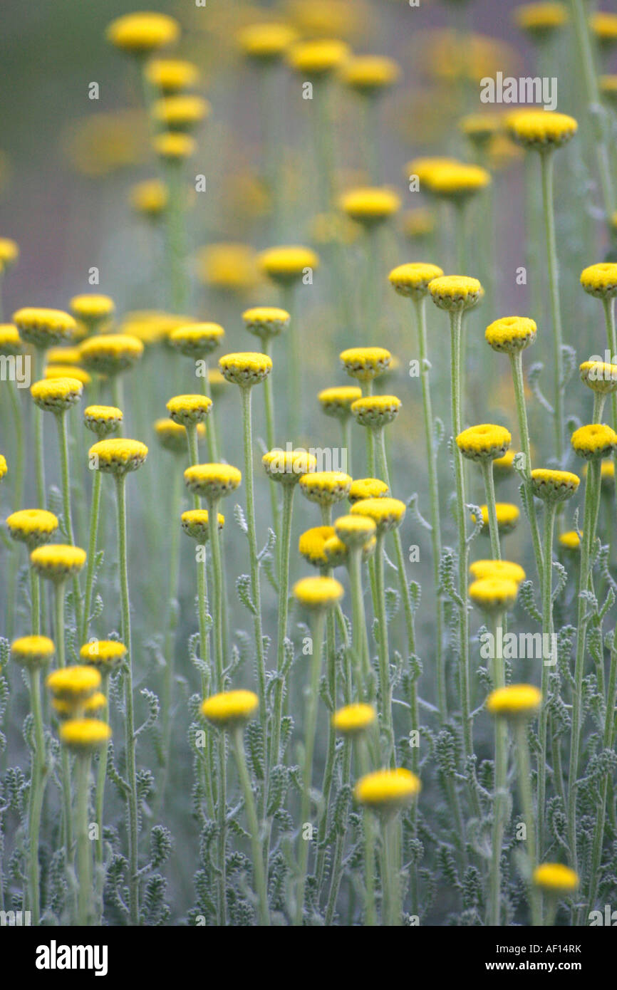 Close up of yellow flambe strawflower Stock Photo - Alamy