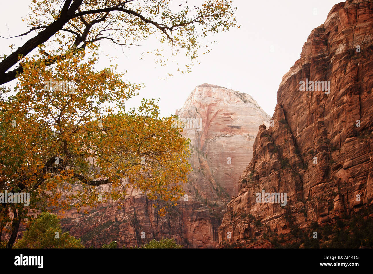 Fall Leaves Zion National Park, Utah Stock Photo - Alamy