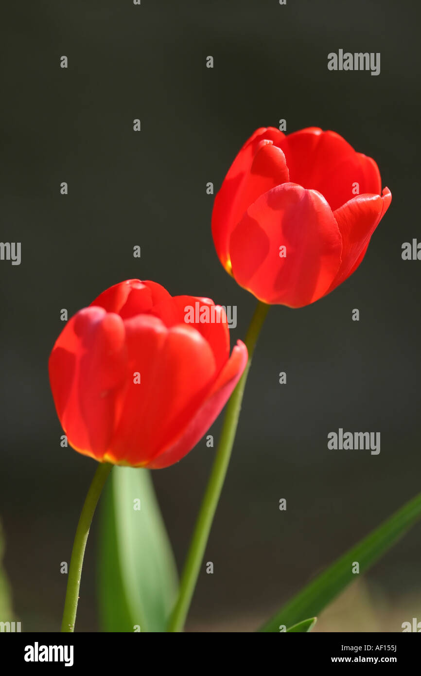 Two color tulip field hi-res stock photography and images - Alamy
