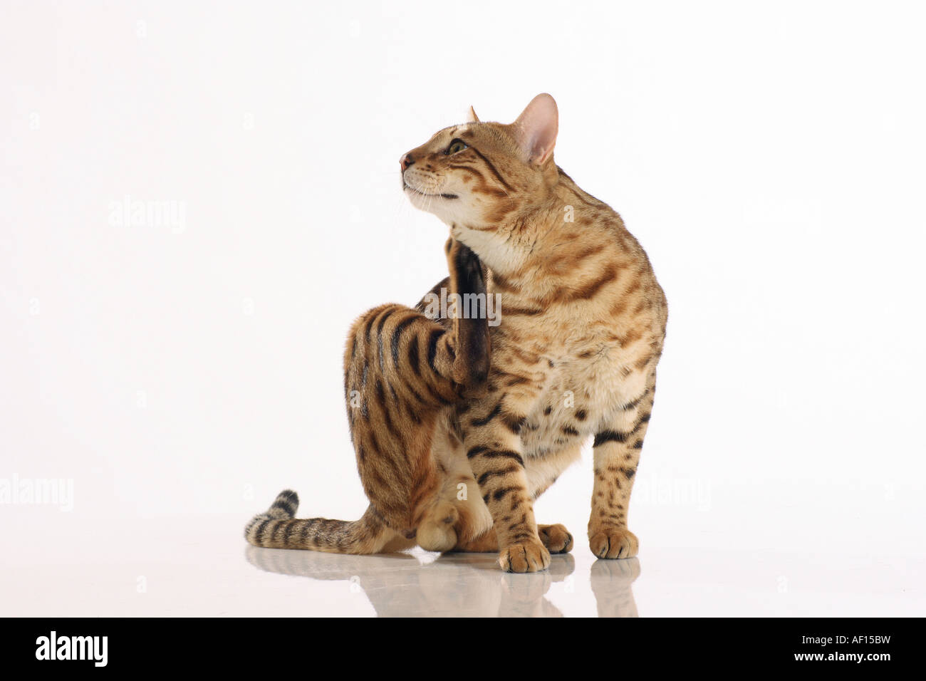 Scratching herself hi-res stock photography and images - Alamy