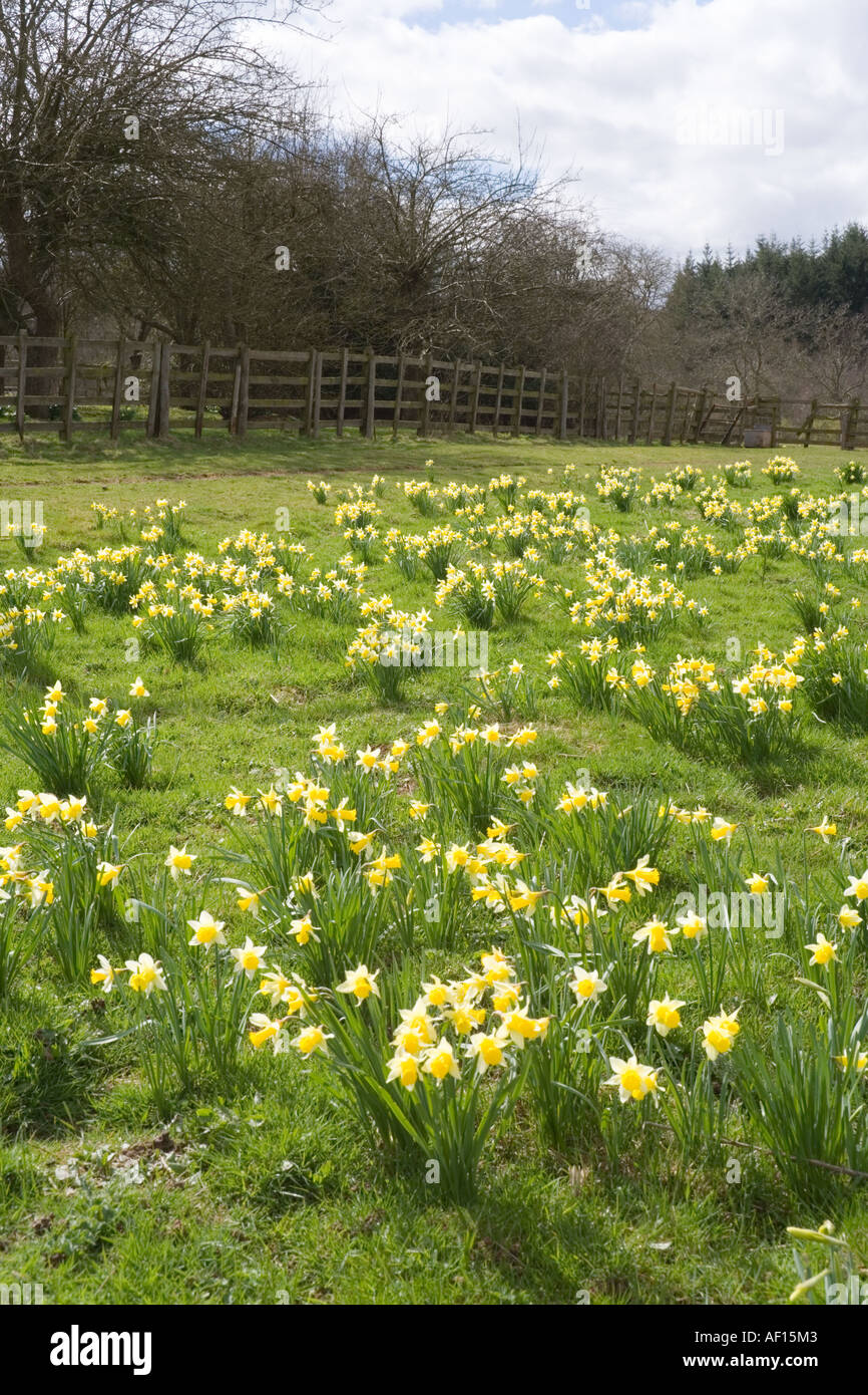 Dymock wood hi-res stock photography and images - Alamy