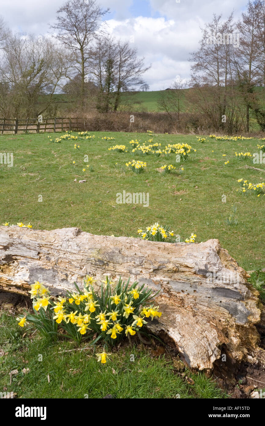 A springtime meadow of wild daffodils to the north of Dymock Wood ...