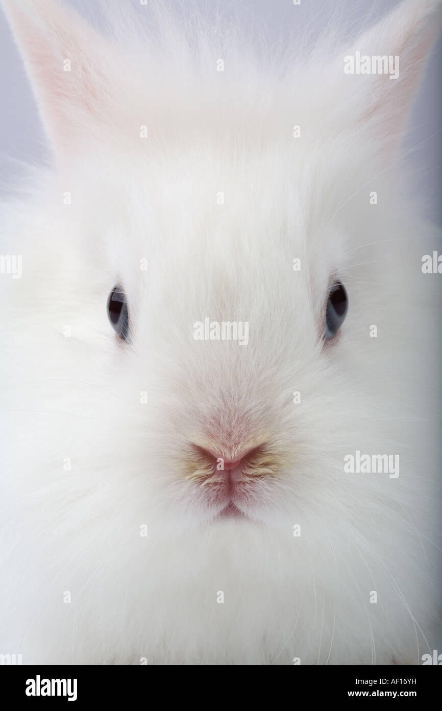 White rabbit portrait hi-res stock photography and images - Alamy