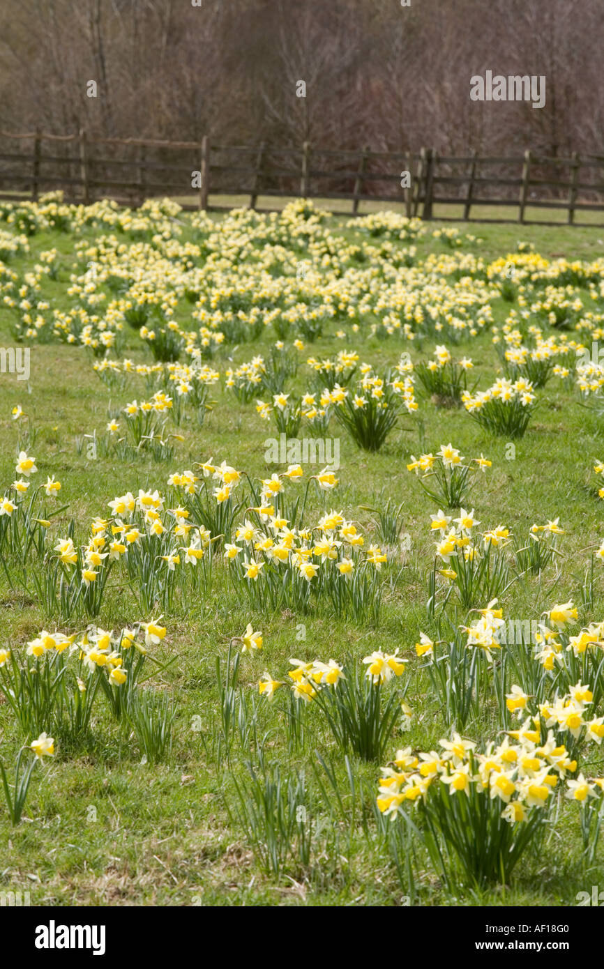 A springtime meadow of wild daffodils to the north of Dymock Wood ...