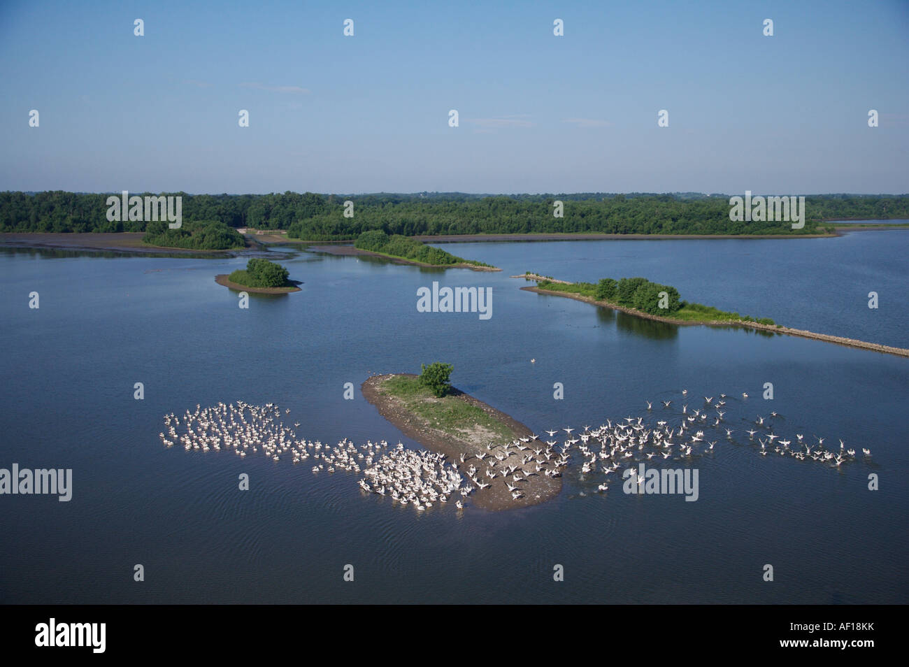 Swan on lake aerial view hi-res stock photography and images - Alamy