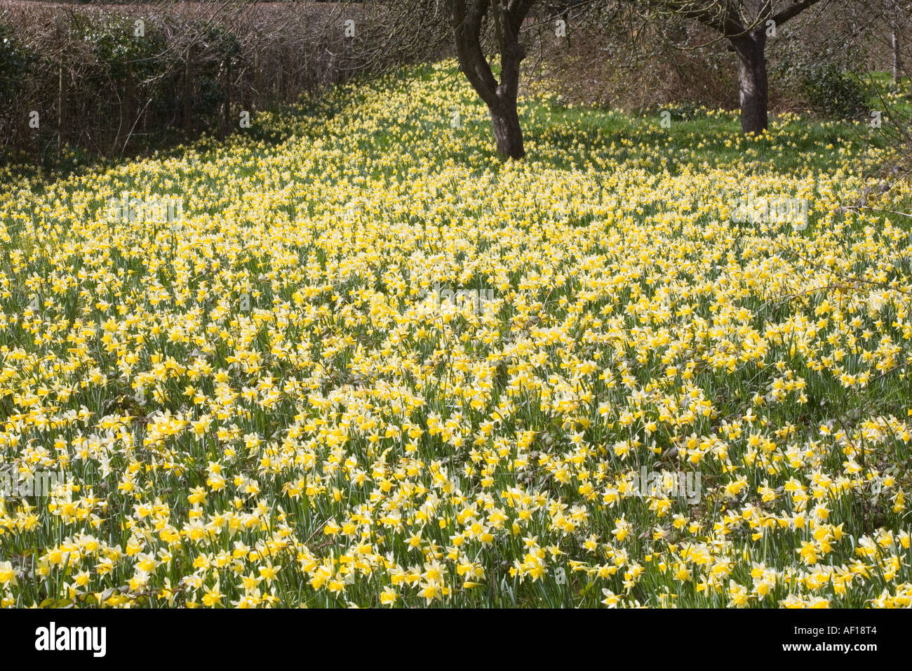 Wild daffodils flowering at Gwen and Vera's Fields Nature Reserve near ...